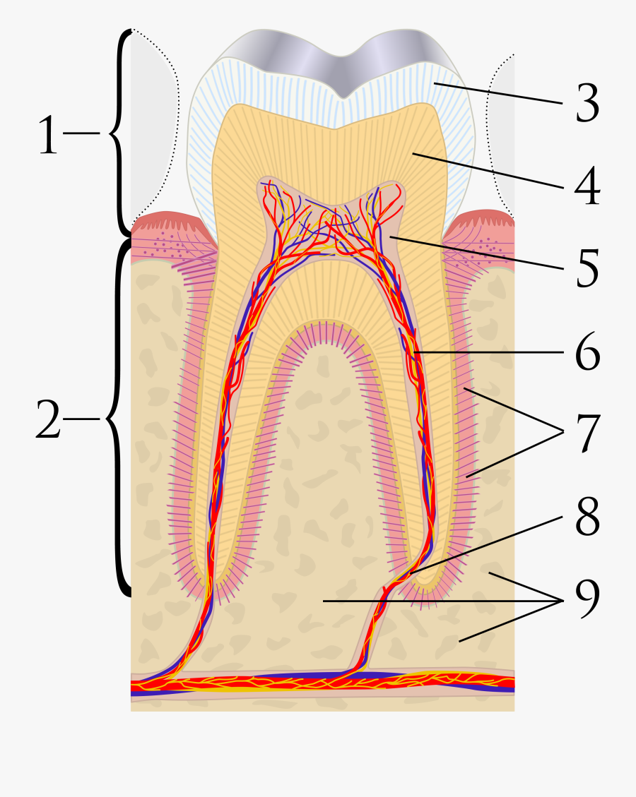 Tooth Anatomy Diagram Without Labels