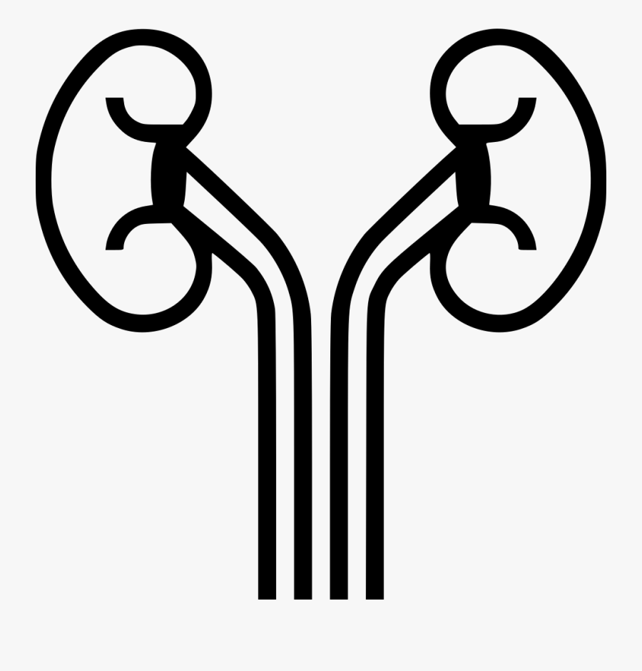 Kidney Clipart Kidney Outline , Free Transparent Clipart - ClipartKey