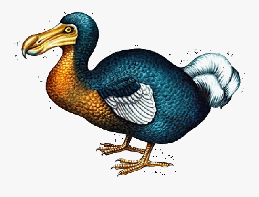 Mauritius Dodo Bird - Dodo Bird , Free Transparent Clipart - ClipartKey
