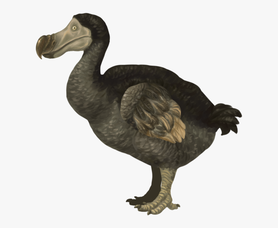 Png Dodo Pluspng - Dodo Bird Transparent , Free Transparent Clipart ...