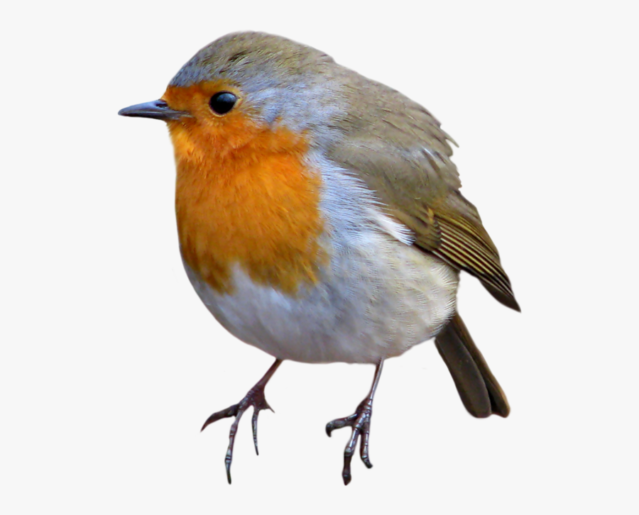 Robin Transparent Background , Free Transparent Clipart - ClipartKey
