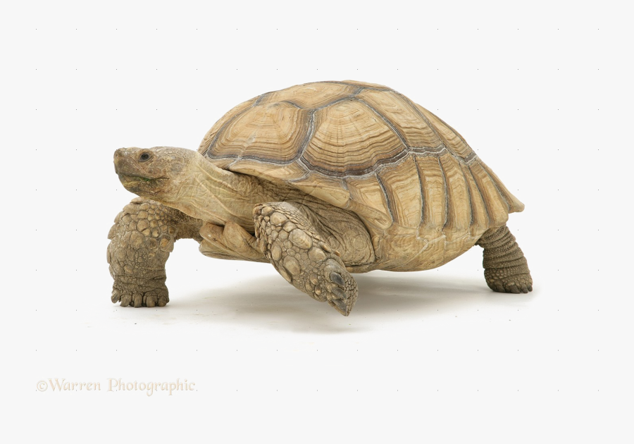 Desert Tortoise White Background - Desert Tortoise Clip Art , Free ...