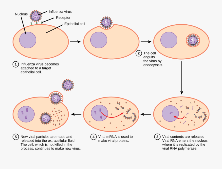 Chapter The And Disease - Virus In Host Cell , Free Transparent Clipart ...