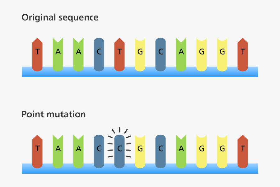 Picture - Mutation Biology , Free Transparent Clipart - ClipartKey