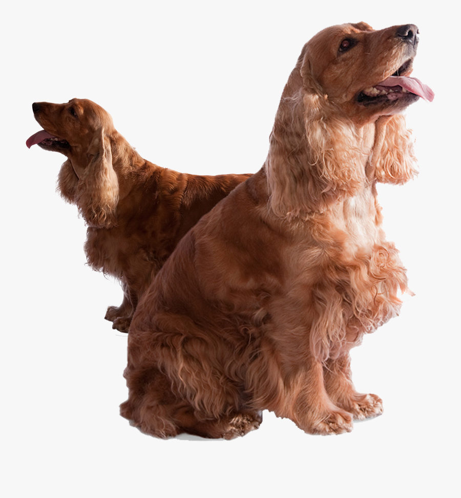 Png Cocker Spaniel , Free Transparent Clipart - ClipartKey