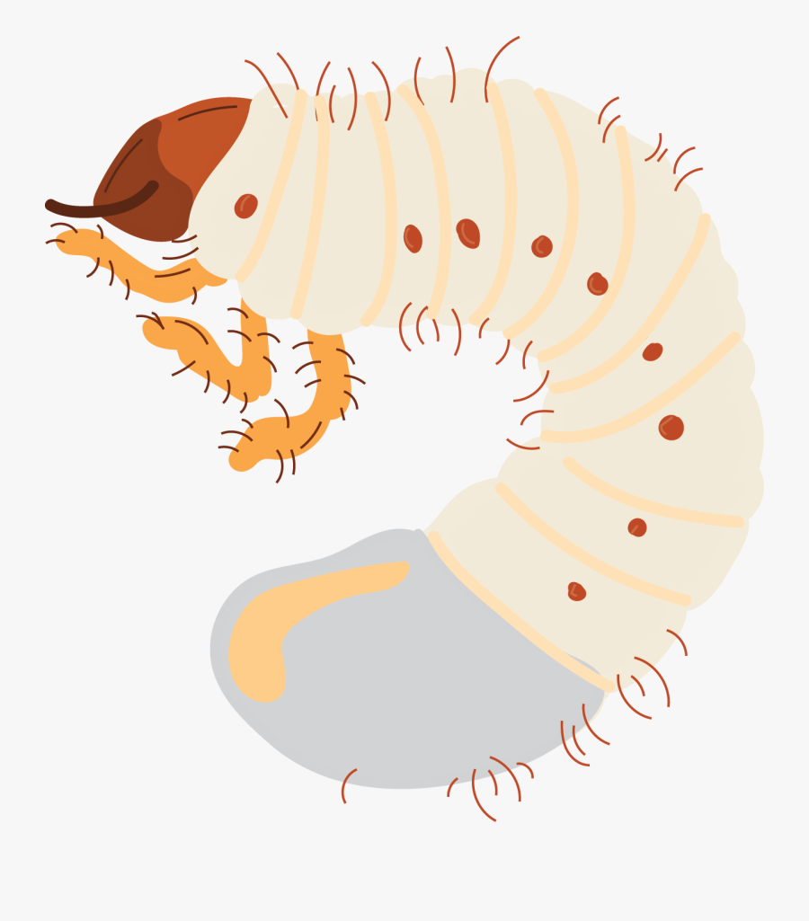 Grub Transparent , Free Transparent Clipart - ClipartKey