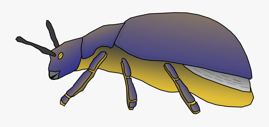 Weevil , Free Transparent Clipart - ClipartKey
