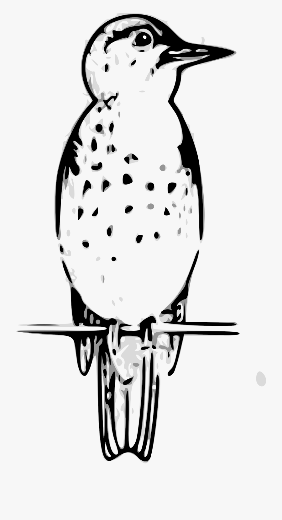 Thrush Outline Clip Arts - Leuconotopicus , Free Transparent Clipart ...