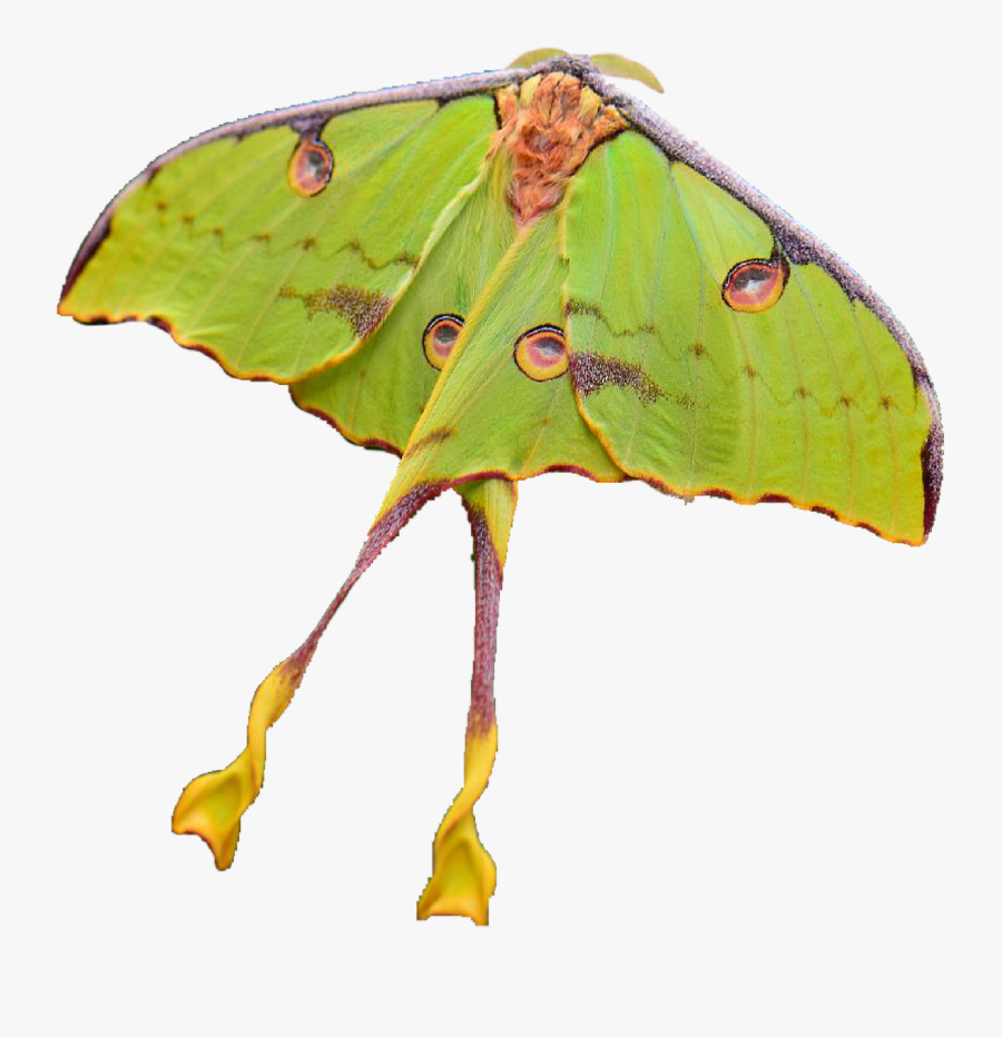 Transparent Moths Png , Free Transparent Clipart - ClipartKey
