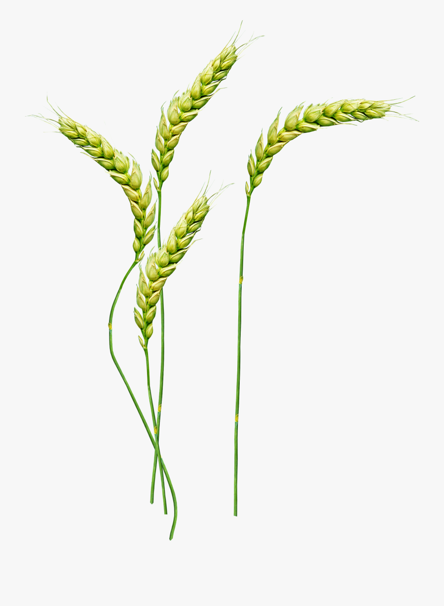 Png Images Free Download - Paddy Background Transparent Png , Free ...