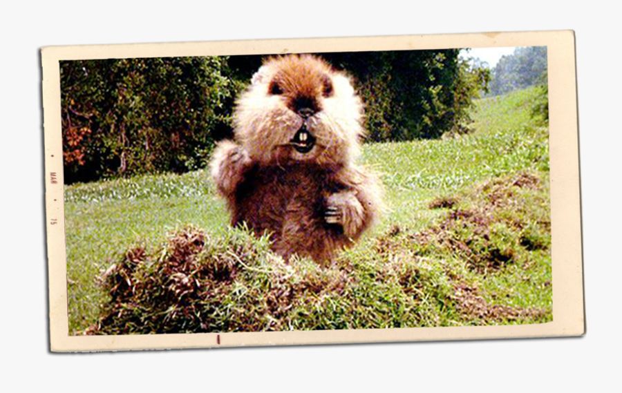 I M Alright Caddyshack Gopher , Free Transparent Clipart - ClipartKey