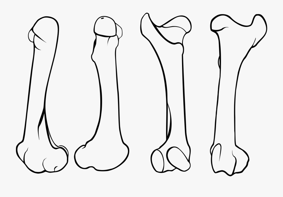 Transparent Femur Png - Femur Svg , Free Transparent Clipart - ClipartKey