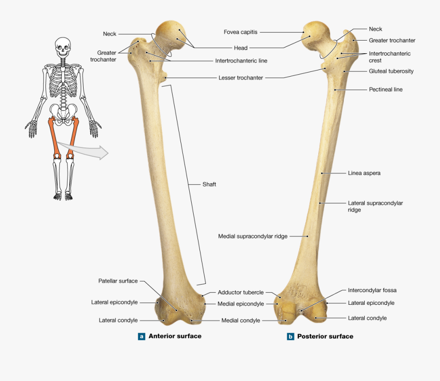 Clip Art The Bones Lower - Femur Anterior And Posterior , Free ...