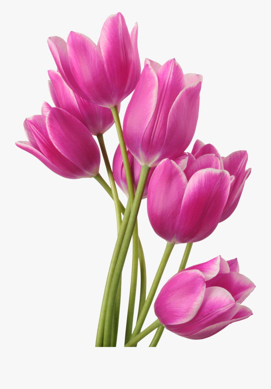Tulip Flower Bouquet Clip Art , Free Transparent Clipart - ClipartKey