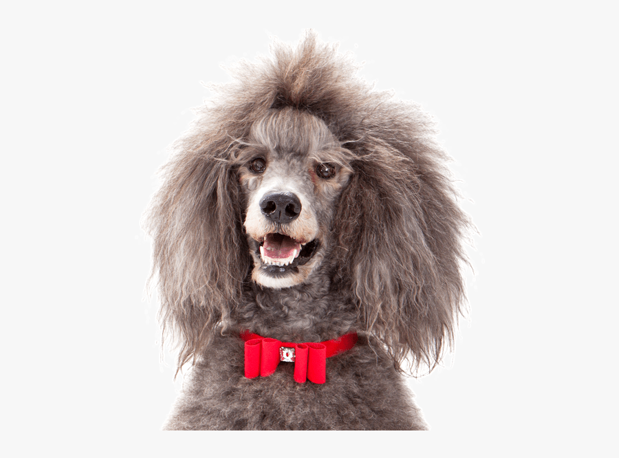 Clip Art Shar Pei Poodle Mix - Standard Poodle Bow , Free Transparent ...