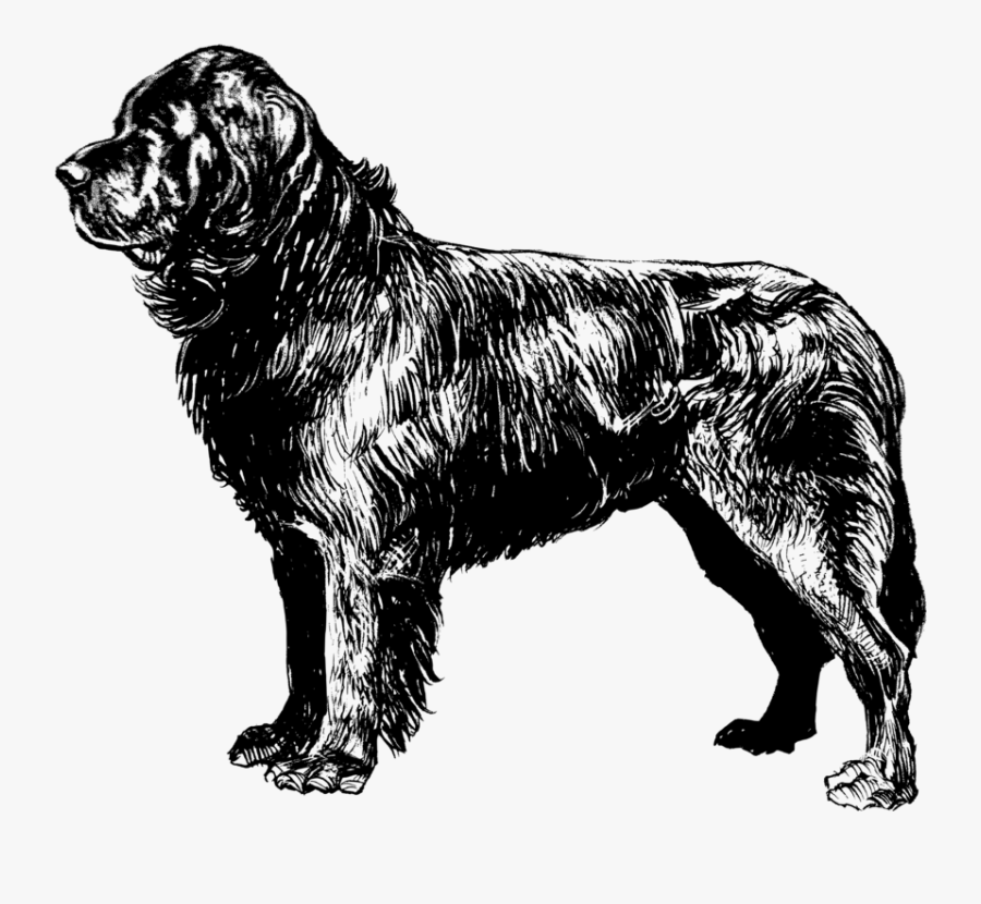 Newfoundland Dog Coloring Page , Free Transparent Clipart - ClipartKey