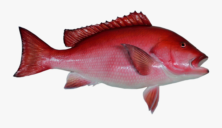 Fish Clip Art - Red Snapper Png , Free Transparent Clipart - ClipartKey