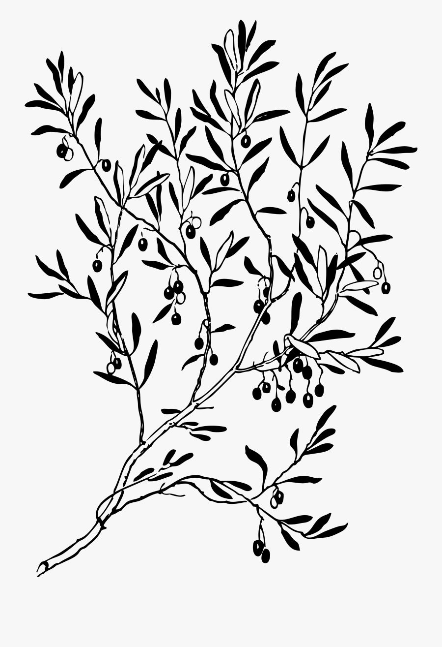 Olive Branch 1 Black White Line Art Coloring Book - Olive Branch ...