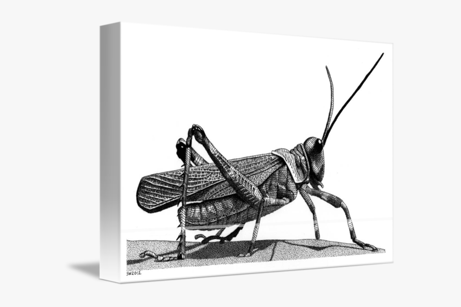 By Scott Woyak - Realistic Grasshopper Drawing , Free Transparent ...