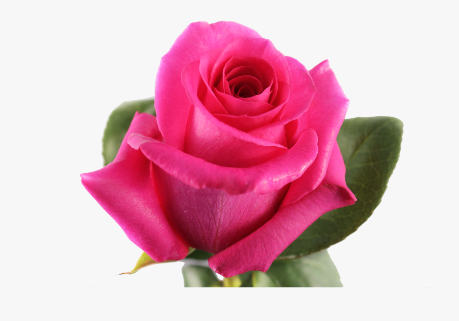 Transparent Climbing Roses Clipart - Best Flowers In The World Rose ...