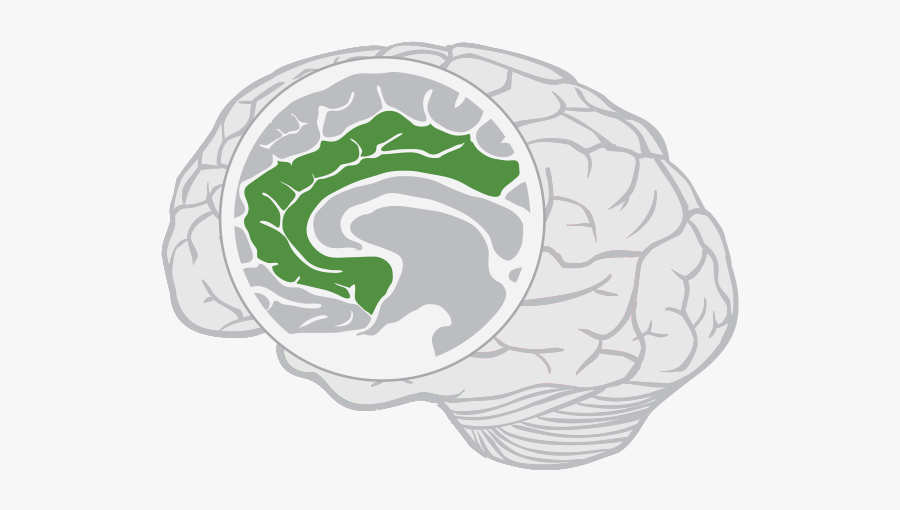 Limbic Lobe Brain , Free Transparent Clipart - ClipartKey