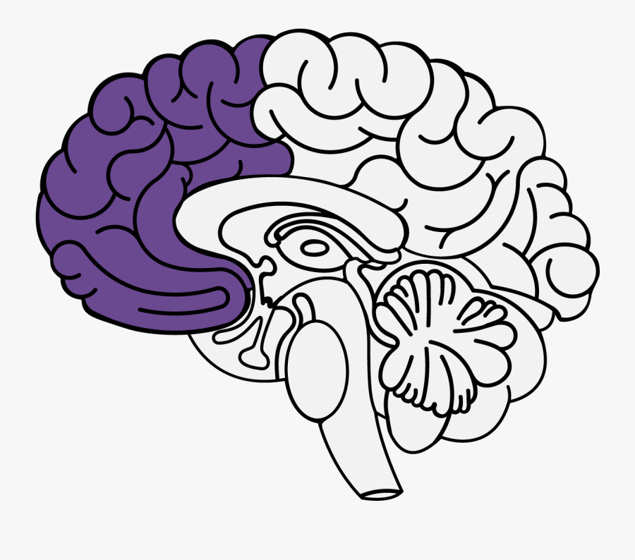 Frontal Lobe Clipart , Free Transparent Clipart - ClipartKey