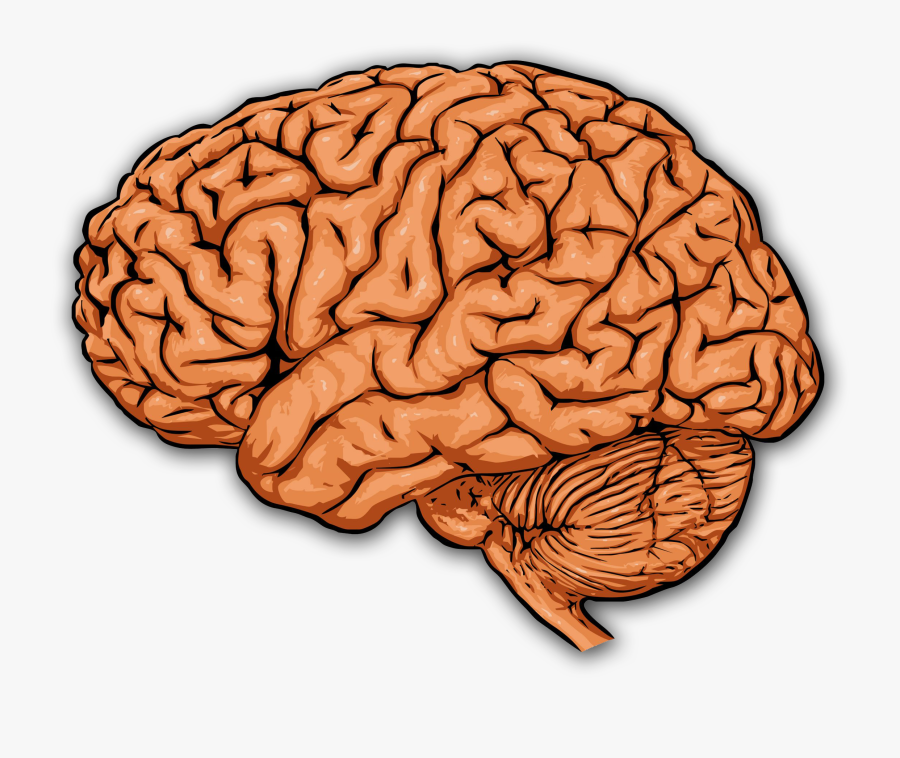 Prefrontal Cortex , Free Transparent Clipart - ClipartKey