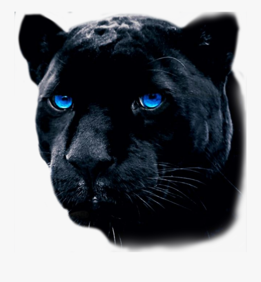 #sticker #puma #blue #eyes - Chiltern Hills , Free Transparent Clipart ...