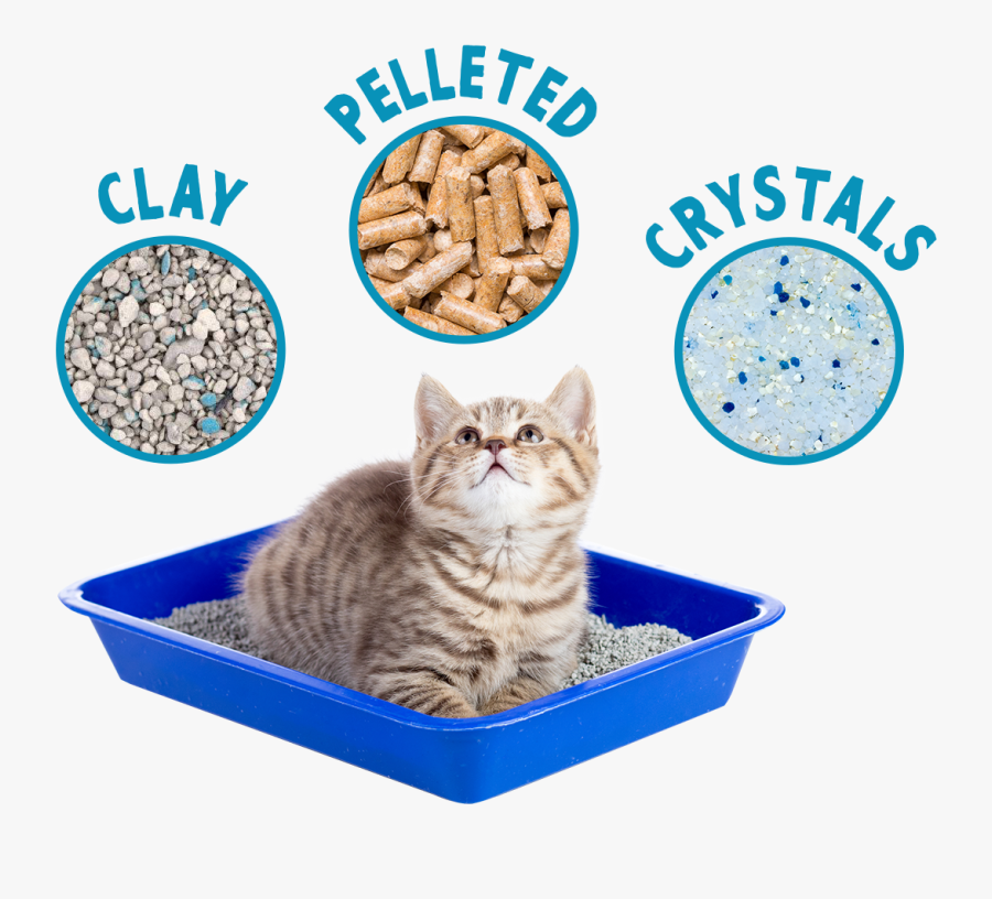 Litterbox , Free Transparent Clipart - ClipartKey