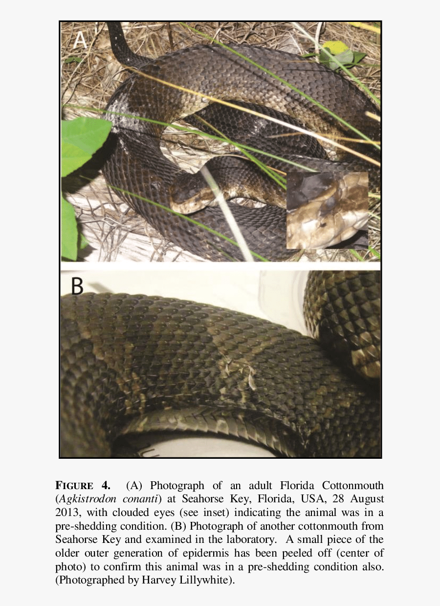 Clip Art A Photograph Of Florida - Rock Python , Free Transparent ...