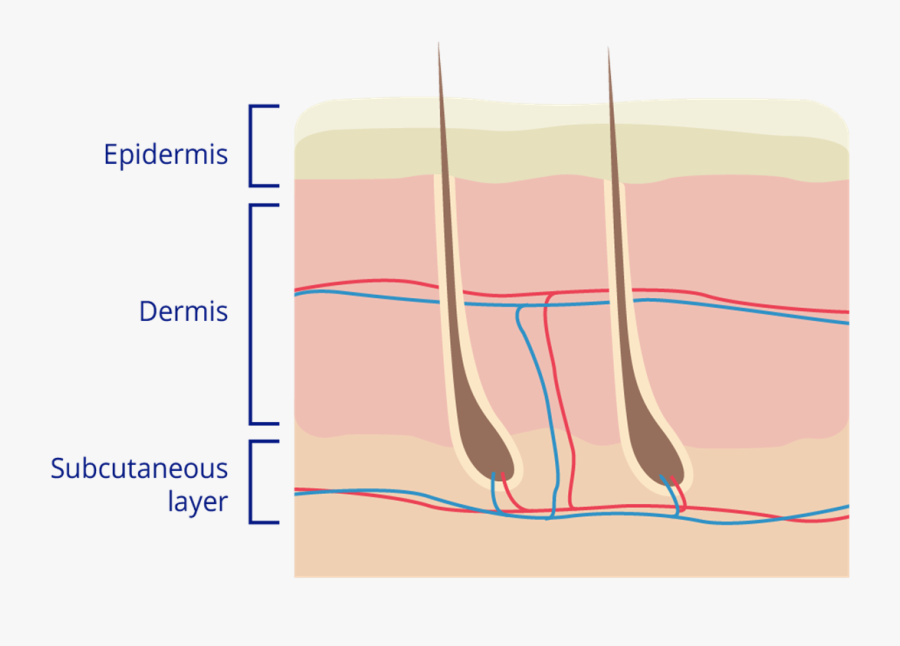 Clip Art Finger Human Anatomy Dermis - Dermis Png , Free Transparent ...