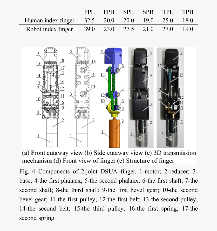Dimensions Of The Designer"s Right Hand Index Finger - Human Index ...