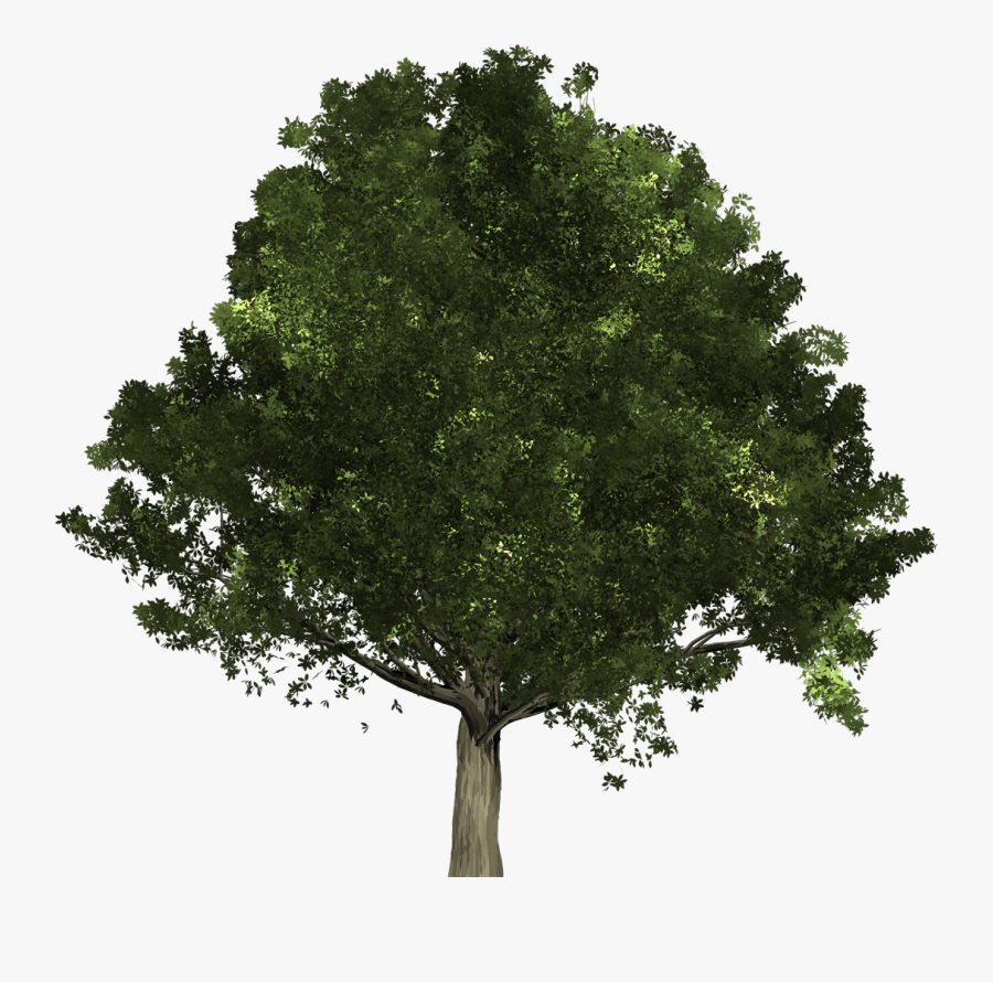 Japanese Elm Tree - Ohio's State Tree , Free Transparent Clipart ...