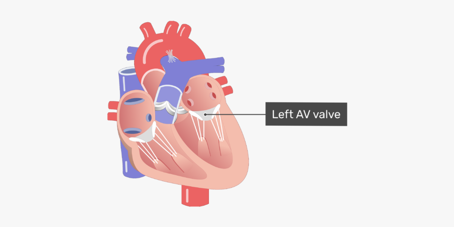 Interior View Of The Left Av Valve - Heart Anatomy Cartoon , Free ...