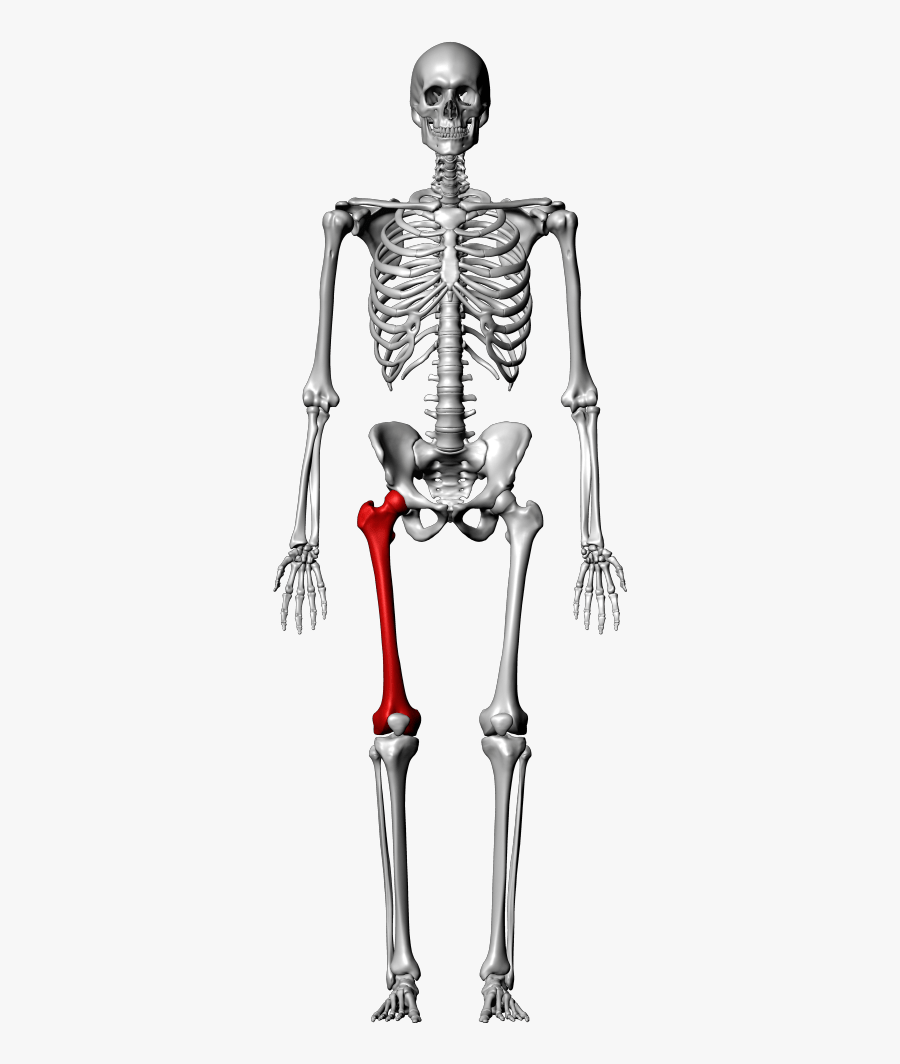 Fibula Labeled On Skeleton , Free Transparent Clipart - ClipartKey