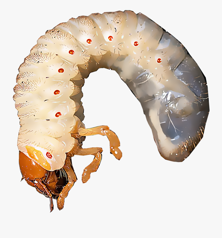 Transparent White Grass Png - Grub Of Ant Png , Free Transparent ...