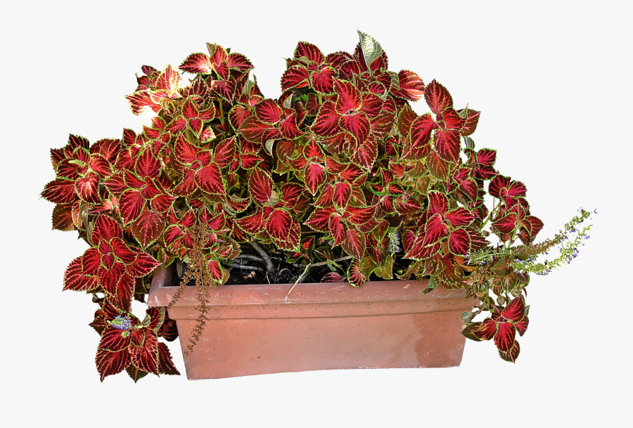 Coleus , Free Transparent Clipart - ClipartKey
