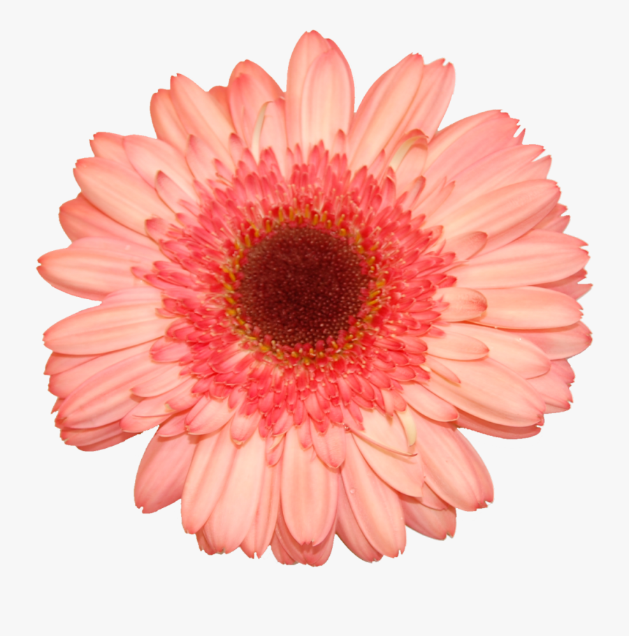 Coral Flower Png - Flower Stock , Free Transparent Clipart - ClipartKey