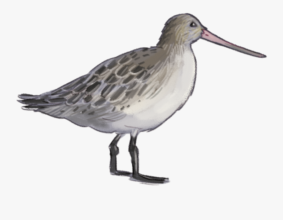 Bar Tailed Godwit - Bar Tailed Godwit Png , Free Transparent Clipart ...