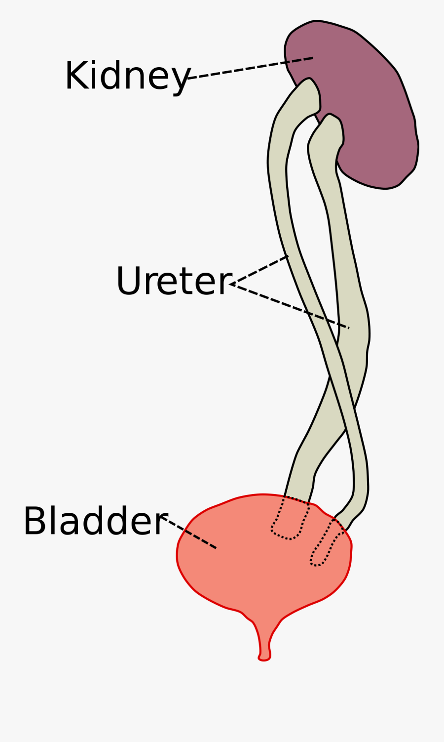 Kidney Clipart Urinary System - Duplex Ureter , Free Transparent ...