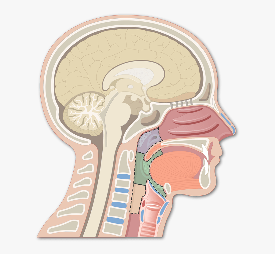 Nasal Cavity Png , Free Transparent Clipart - ClipartKey