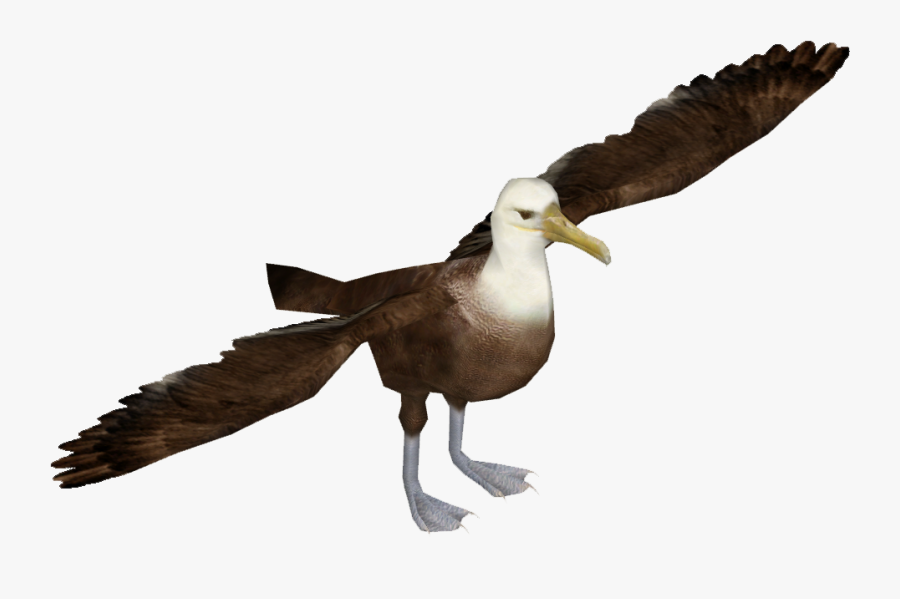 Albatross Png Transparent , Free Transparent Clipart - ClipartKey