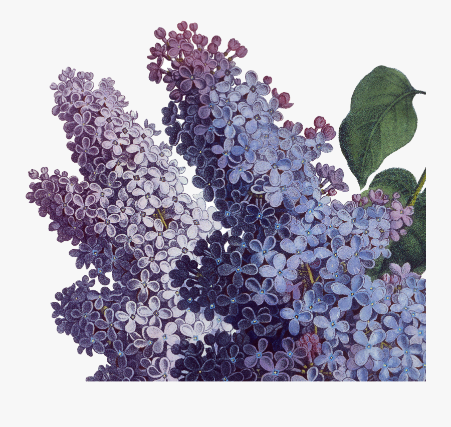 Transparent Indigo Plant Clipart , Free Transparent Clipart - ClipartKey