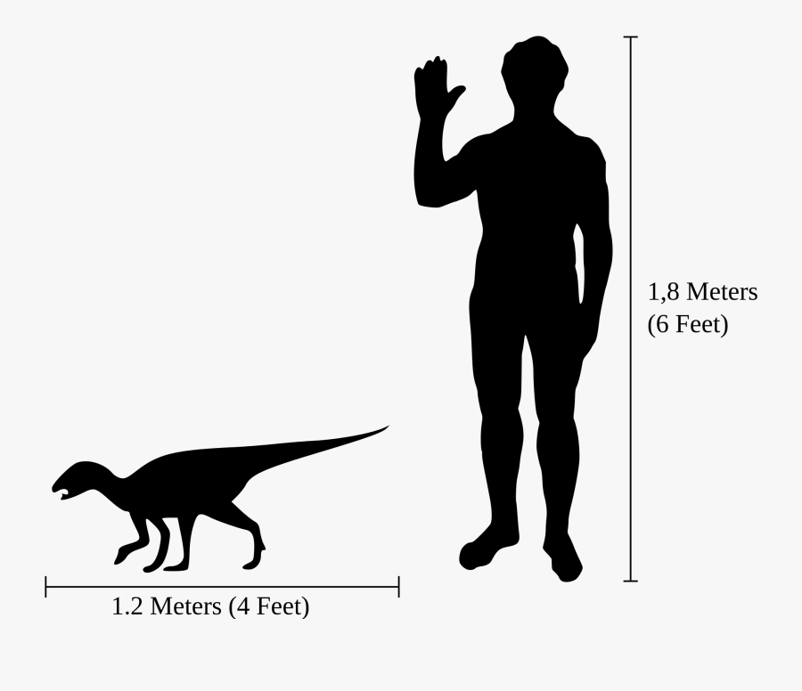 Emperor Penguin Vs Human , Png Download - 1 Meter Compared To Human ...