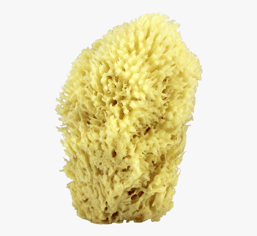 Bath Sponge Png - Sea Sponge Transparent Background , Free Transparent ...