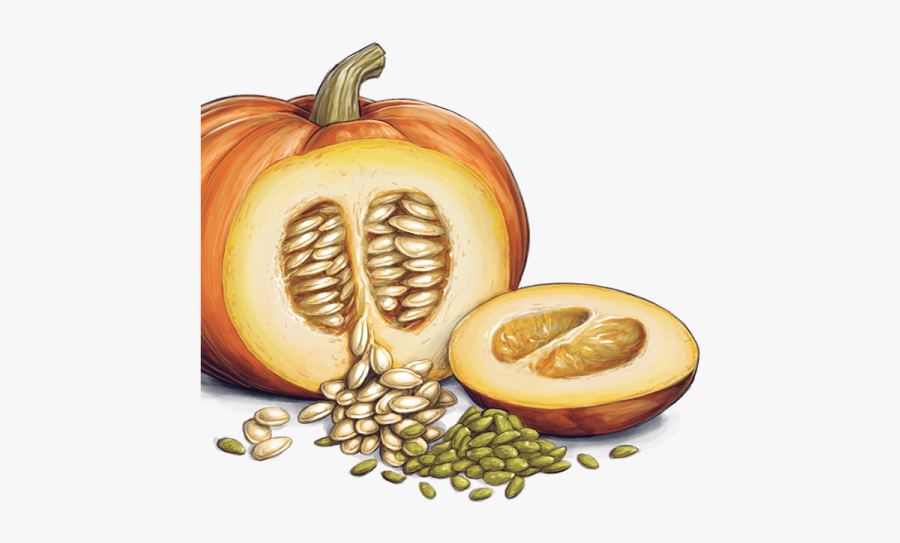 Clip Art Image Freeuse Download - Pumpkin Seeds Clipart , Free ...