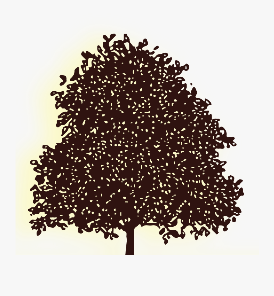 Plane-tree Family , Free Transparent Clipart - ClipartKey