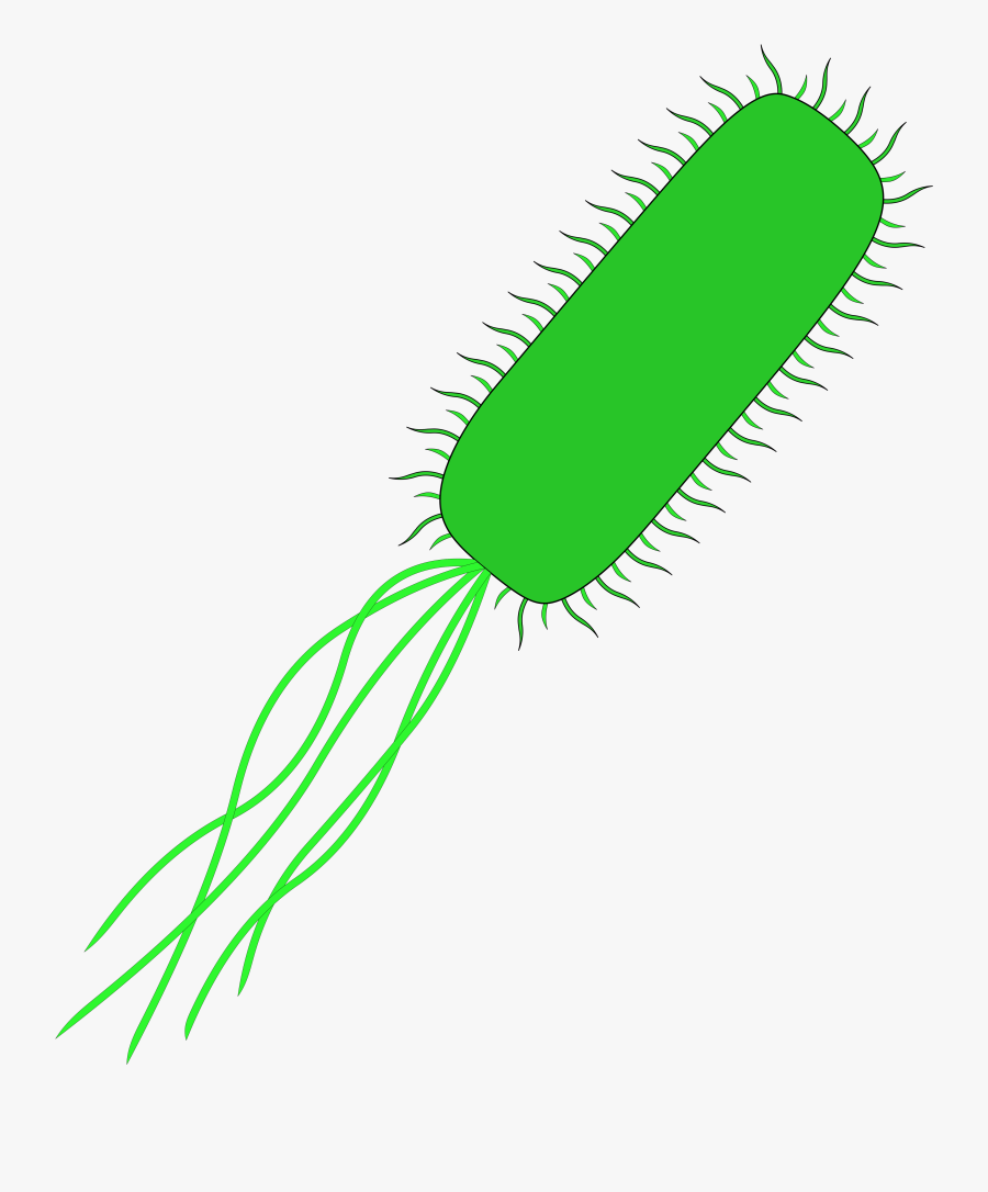 Escherichia Coli Clipart Cute - E Coli No Background , Free Transparent ...