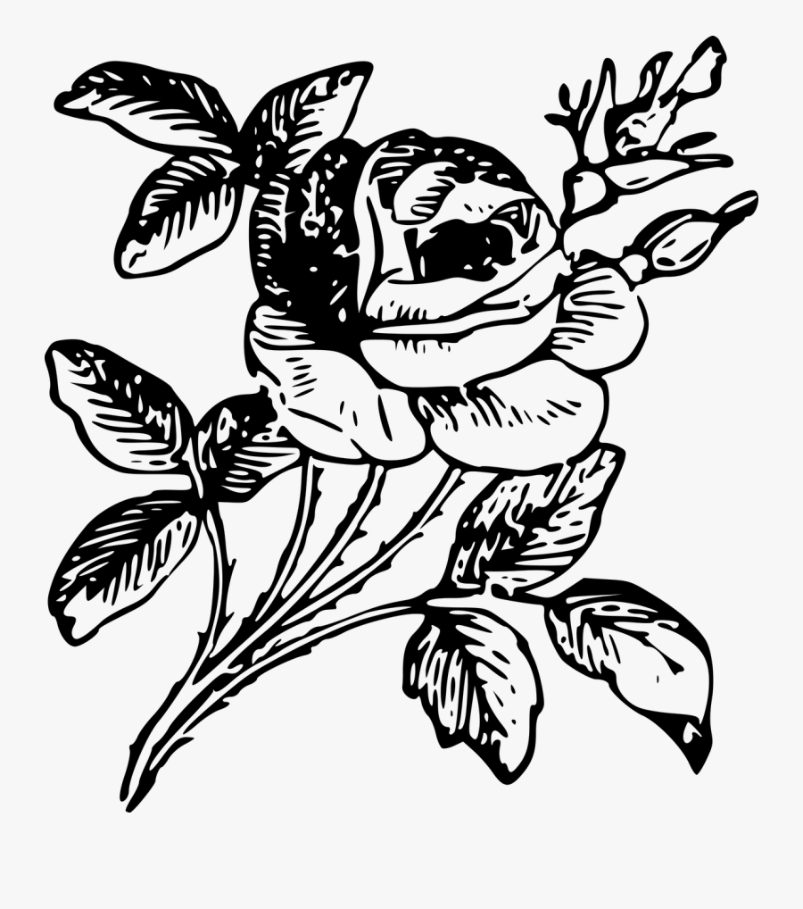 Rose Engraving Etching Flower - Engraving Png , Free Transparent ...