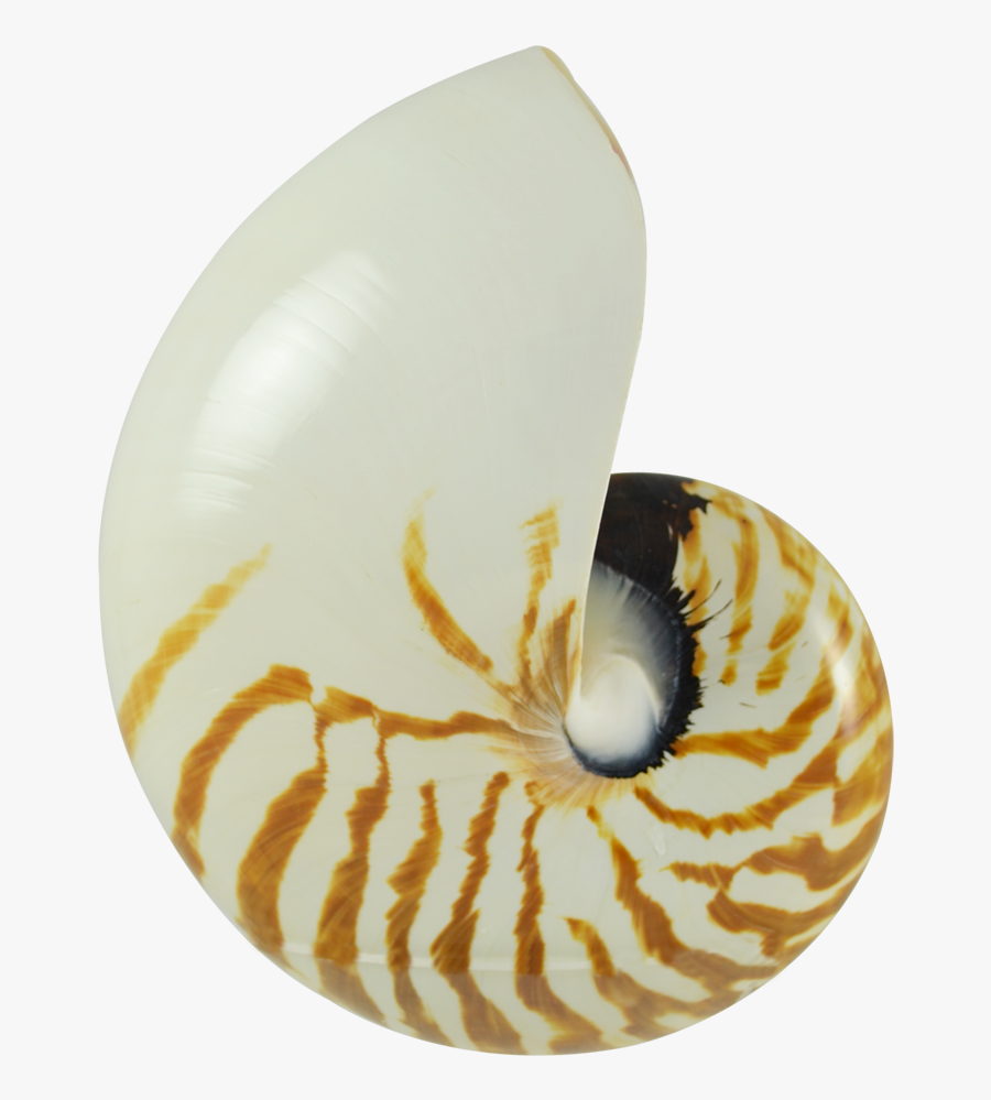 Transparent Shell Png - Nautilus Shell Png , Free Transparent Clipart ...